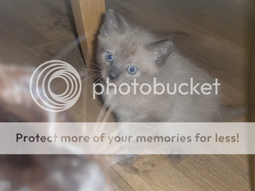 2 Female Burmese x Ragdoll Kittens For Sale | Reptile Forums