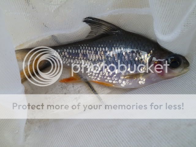 Albino, Leucistic, Xanthic, Melanistic, etc. Fish | MonsterFishKeepers.com