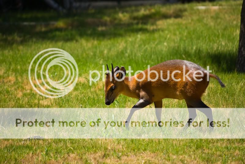 Is the red panda the cutest/most awesome animal ever? | NeoGAF