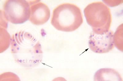 RBC at emaze Presentation