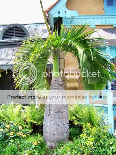 a few tender zone 10 palms/pandans growing at Disney's Magic Kingdom ...
