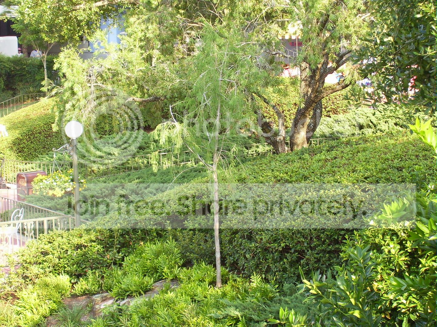 Taxodium mucronatum--Montezuma Cypress - TROPICAL LOOKING PLANTS ...